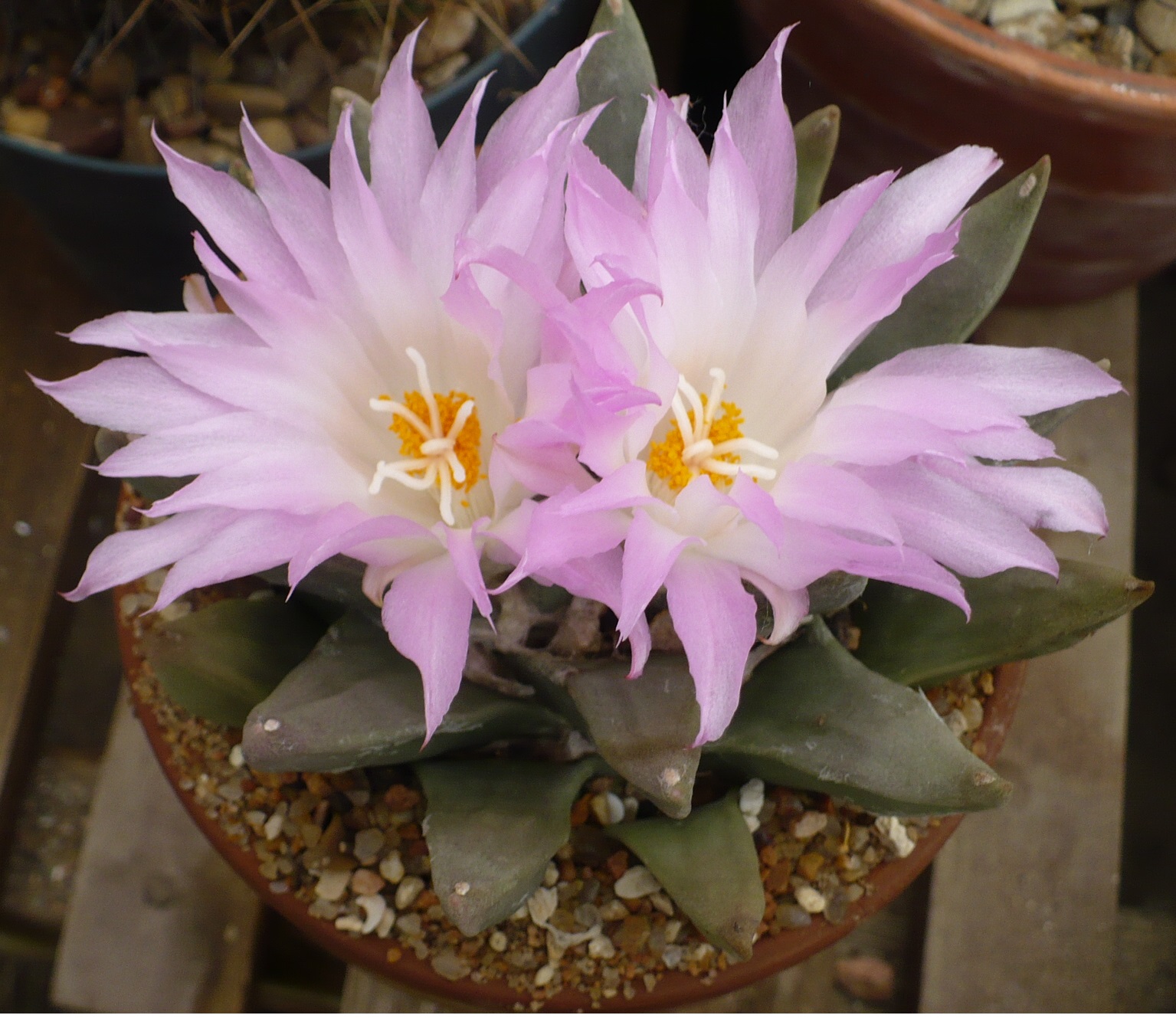 Ariocarpus – Laredo Cactuses and Xerophytes