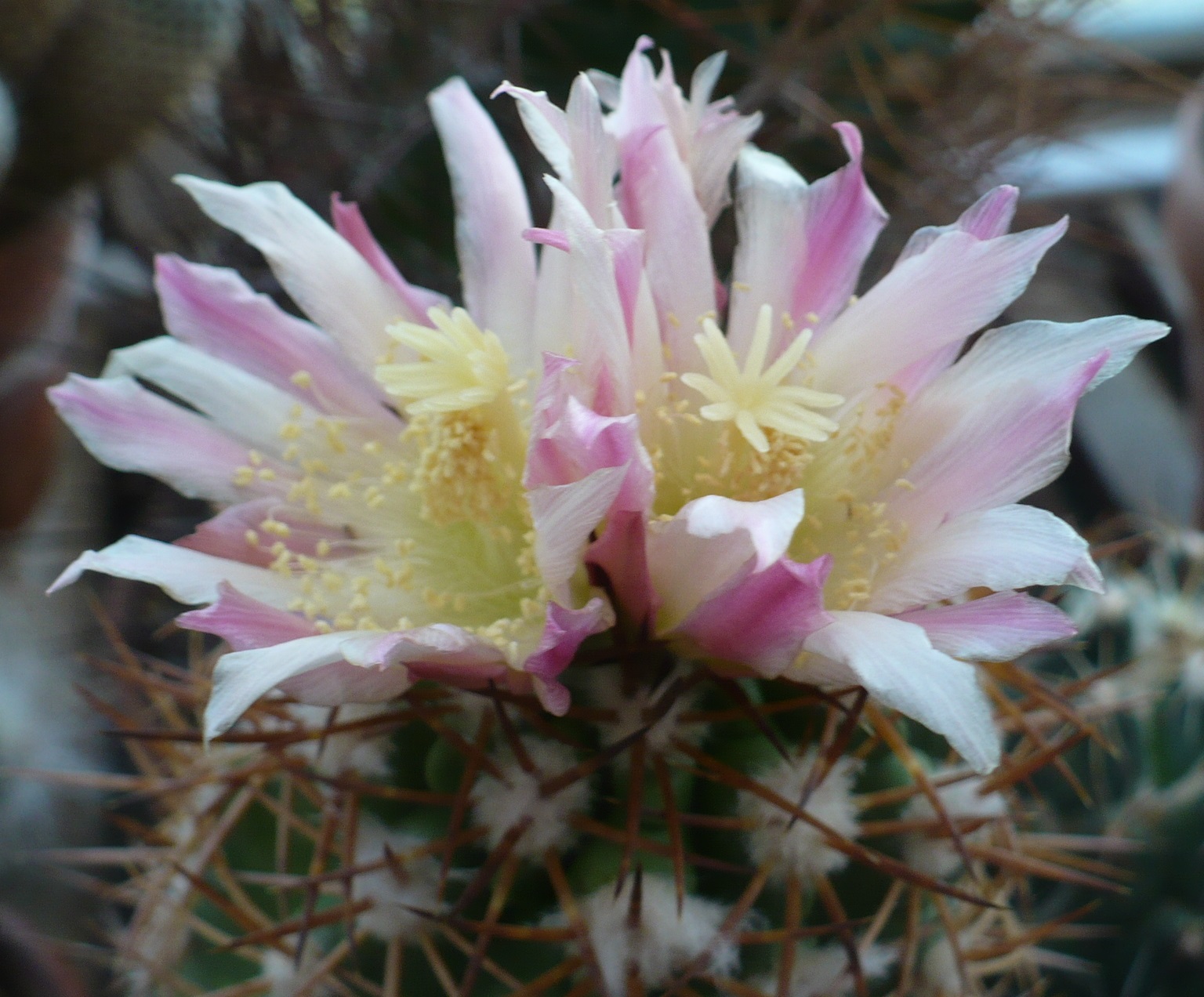 Copiapoa – Laredo Cactuses and Xerophytes