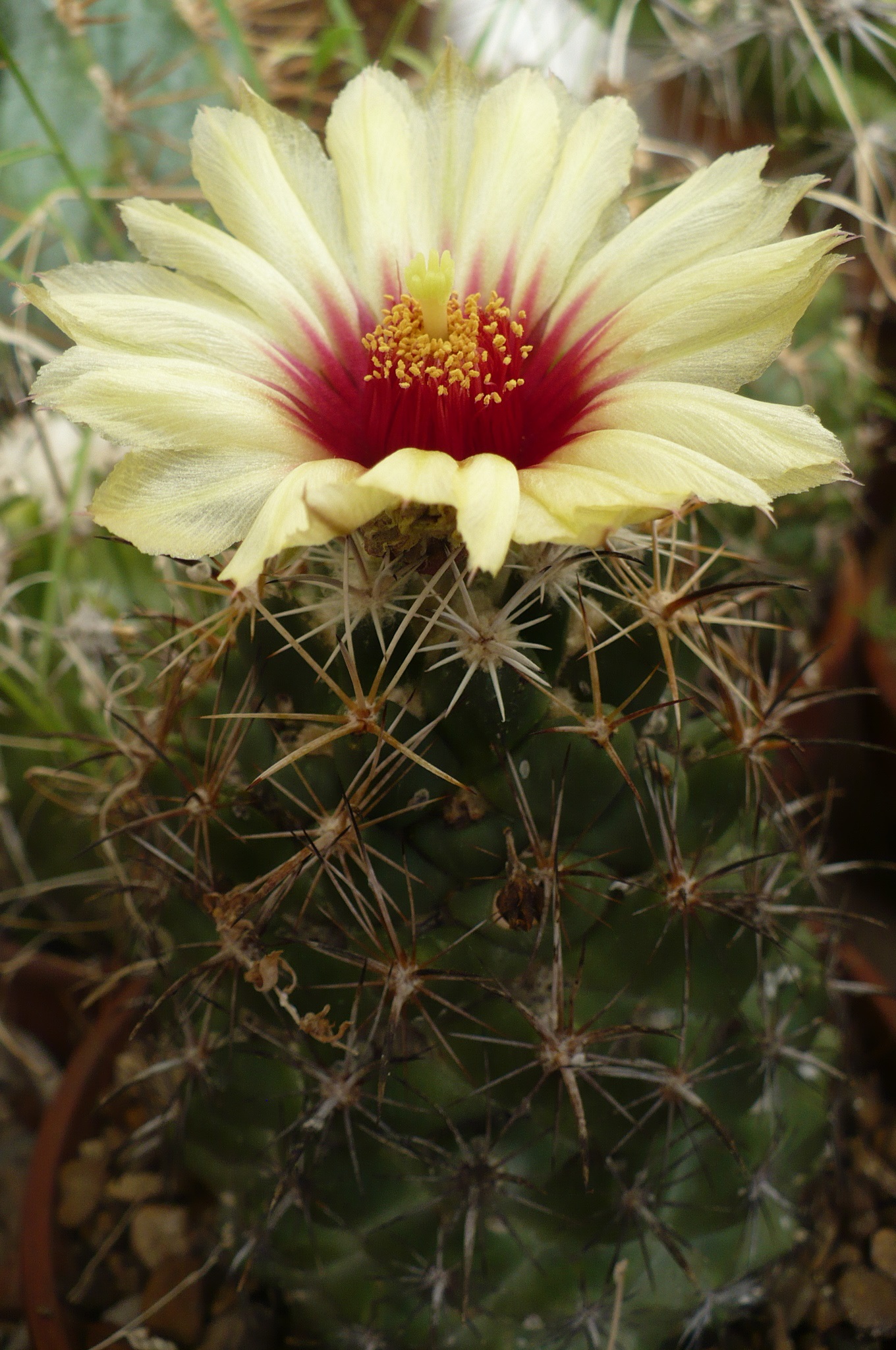 Coryphantha – Laredo Cactuses and Xerophytes