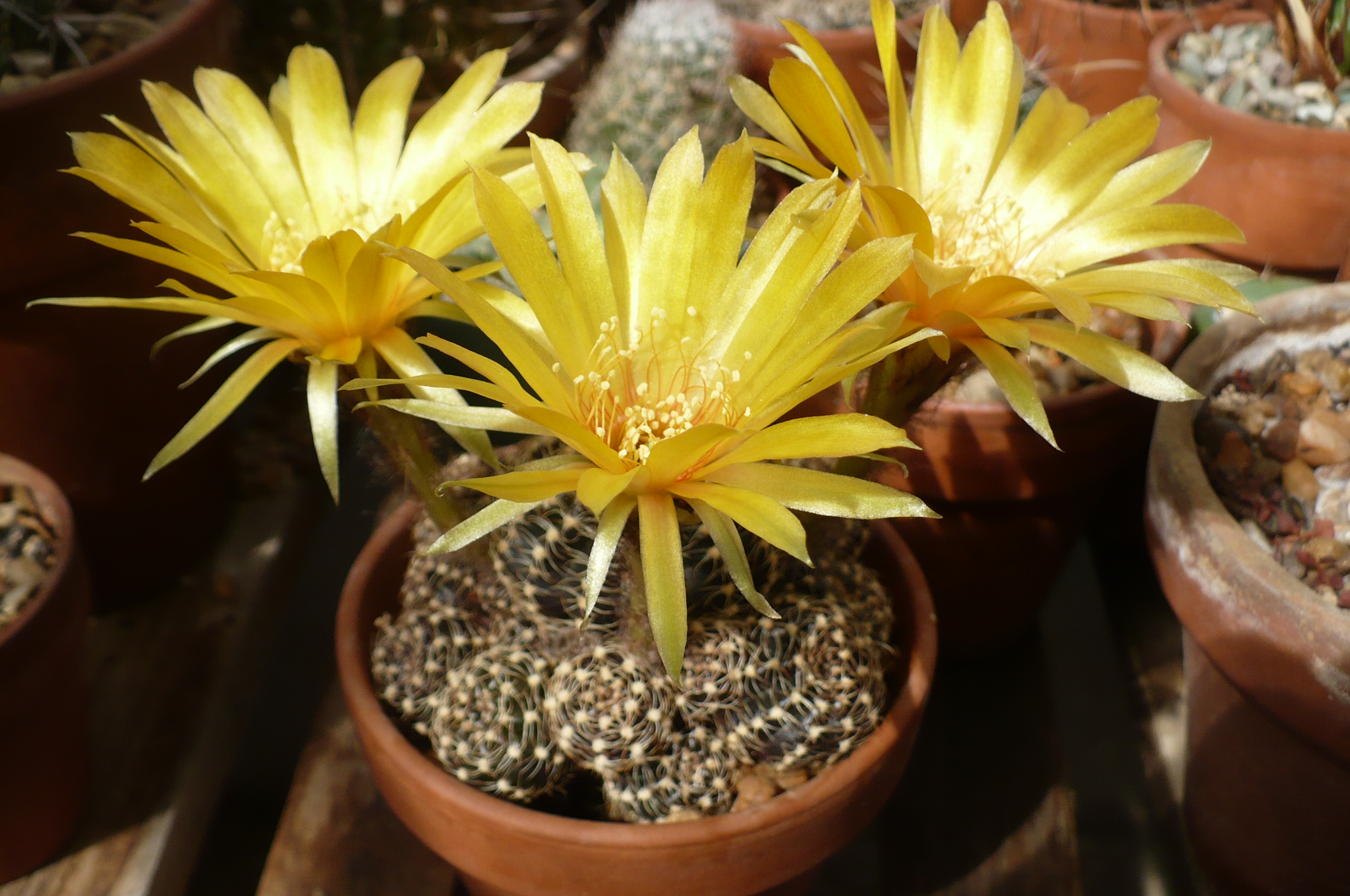 Lobivia – Laredo Cactuses and Xerophytes