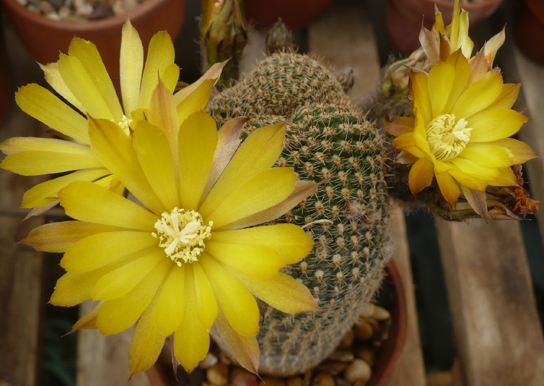 Lobivia – Laredo Cactuses and Xerophytes