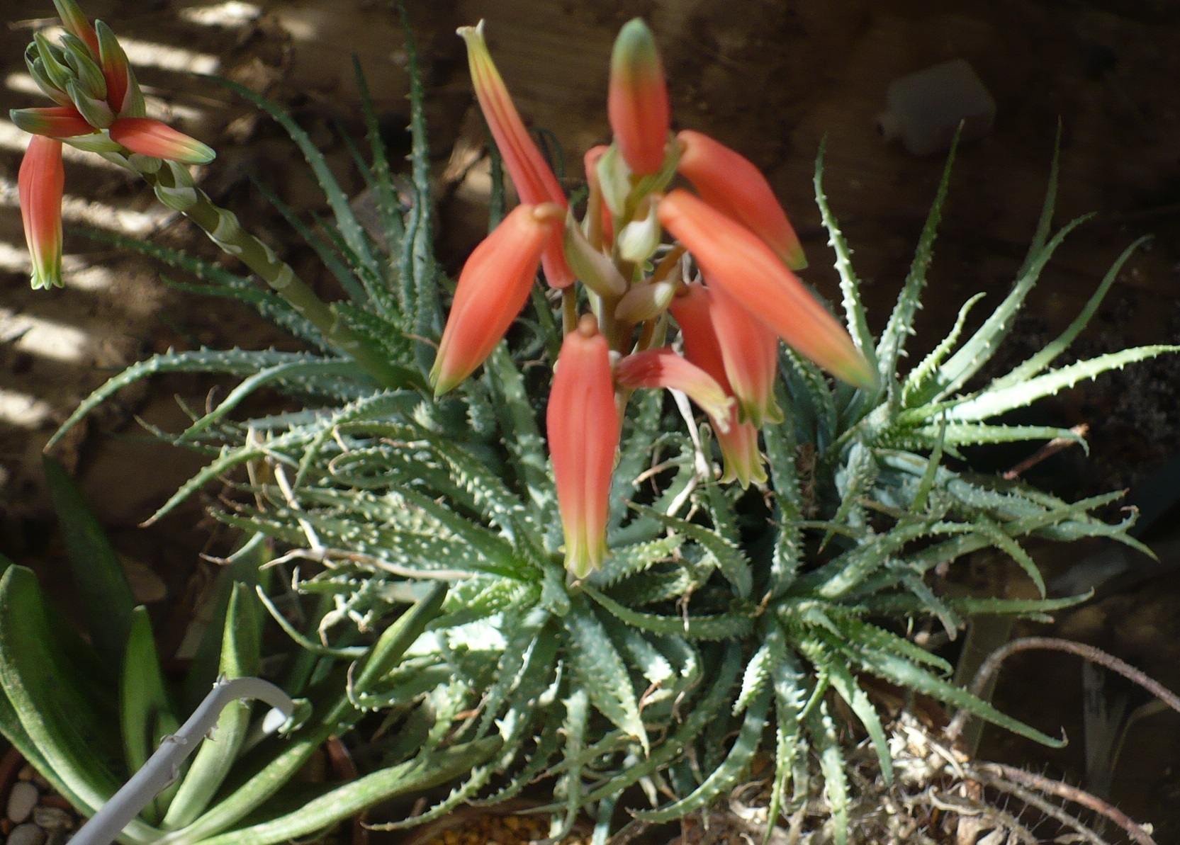 Aloe – Laredo Cactuses and Xerophytes