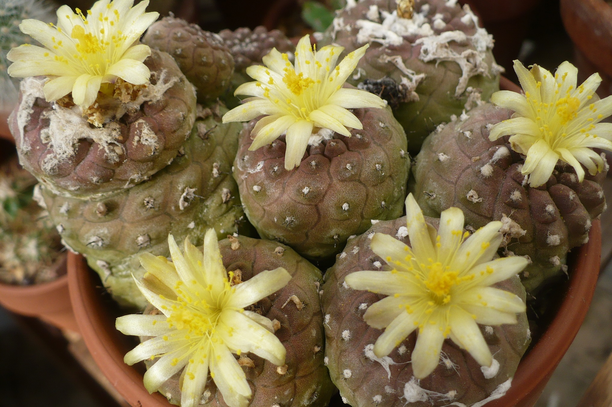 Copiapoa – Laredo Cactuses and Xerophytes