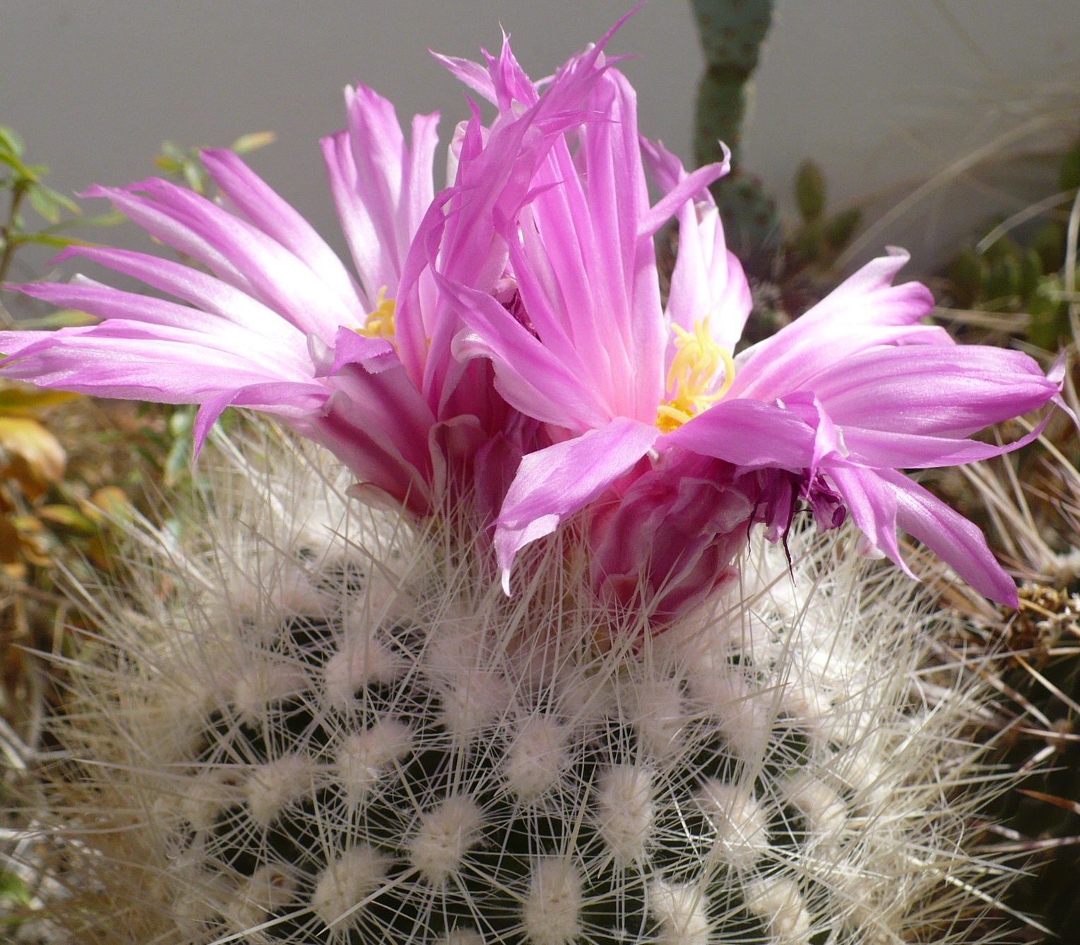 Thelocactus – Laredo Cactuses and Xerophytes