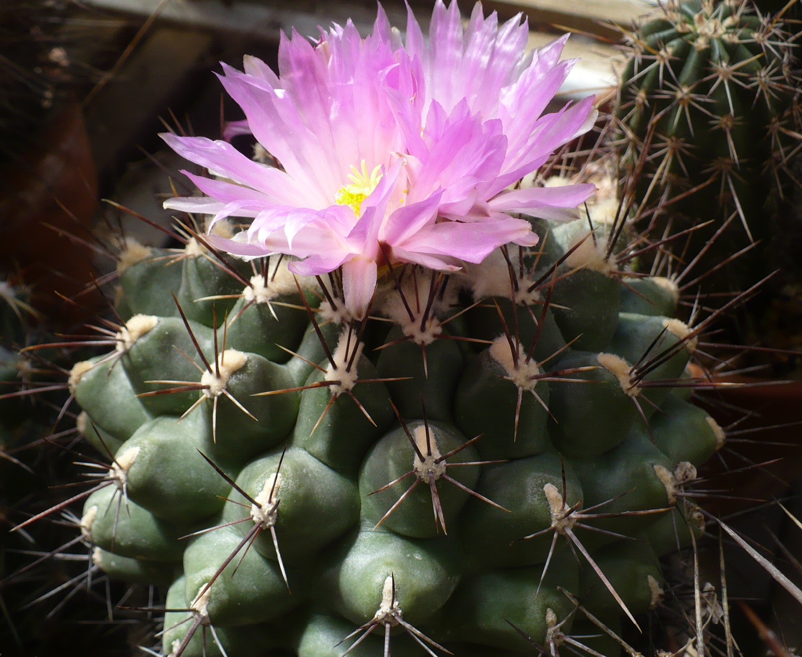 Thelocactus – Laredo Cactuses and Xerophytes