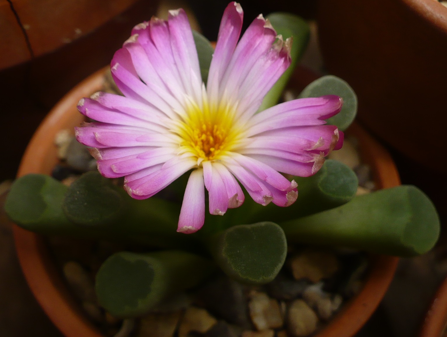 Frithia – Laredo Cactuses and Xerophytes