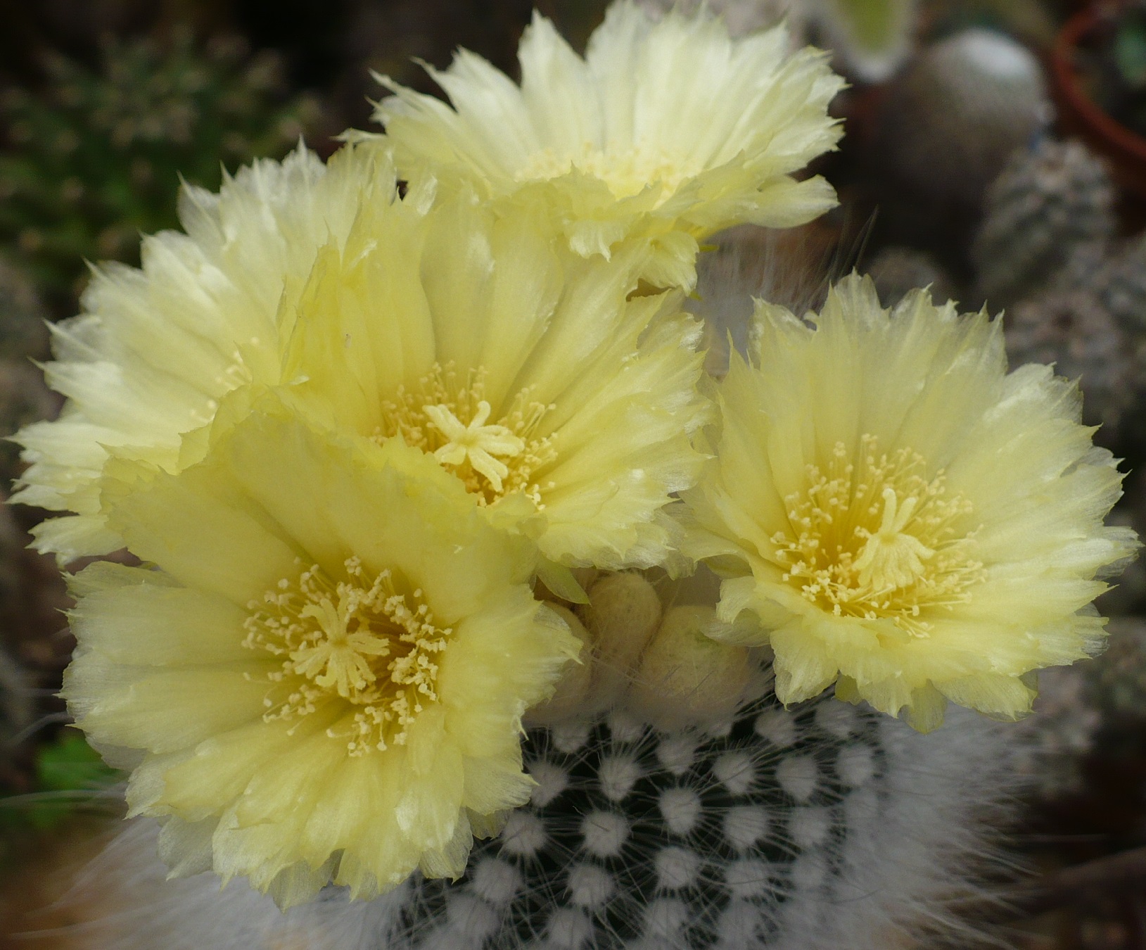 Notocactus – Laredo Cactuses and Xerophytes