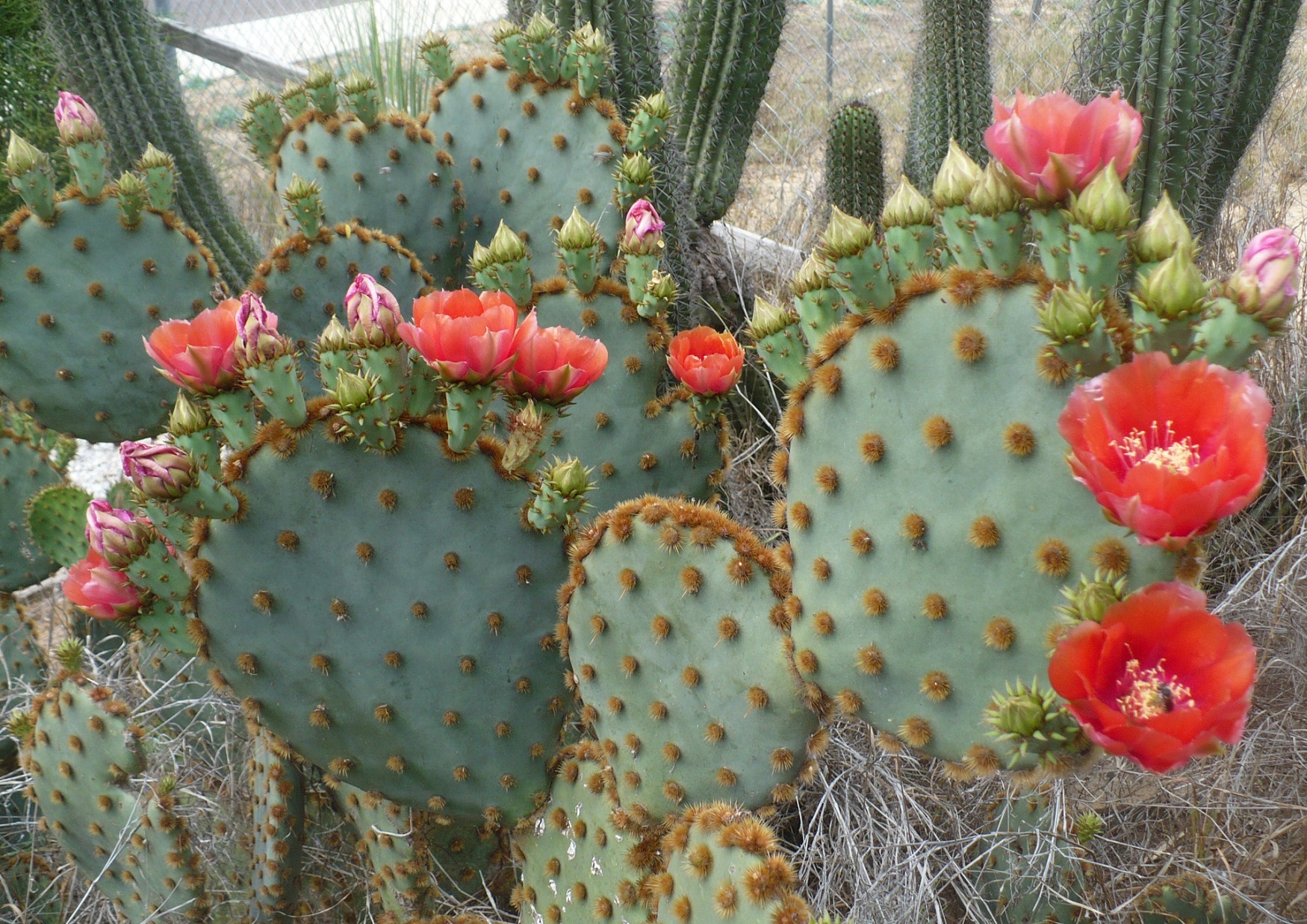 Opuntia – Laredo Cactuses and Xerophytes