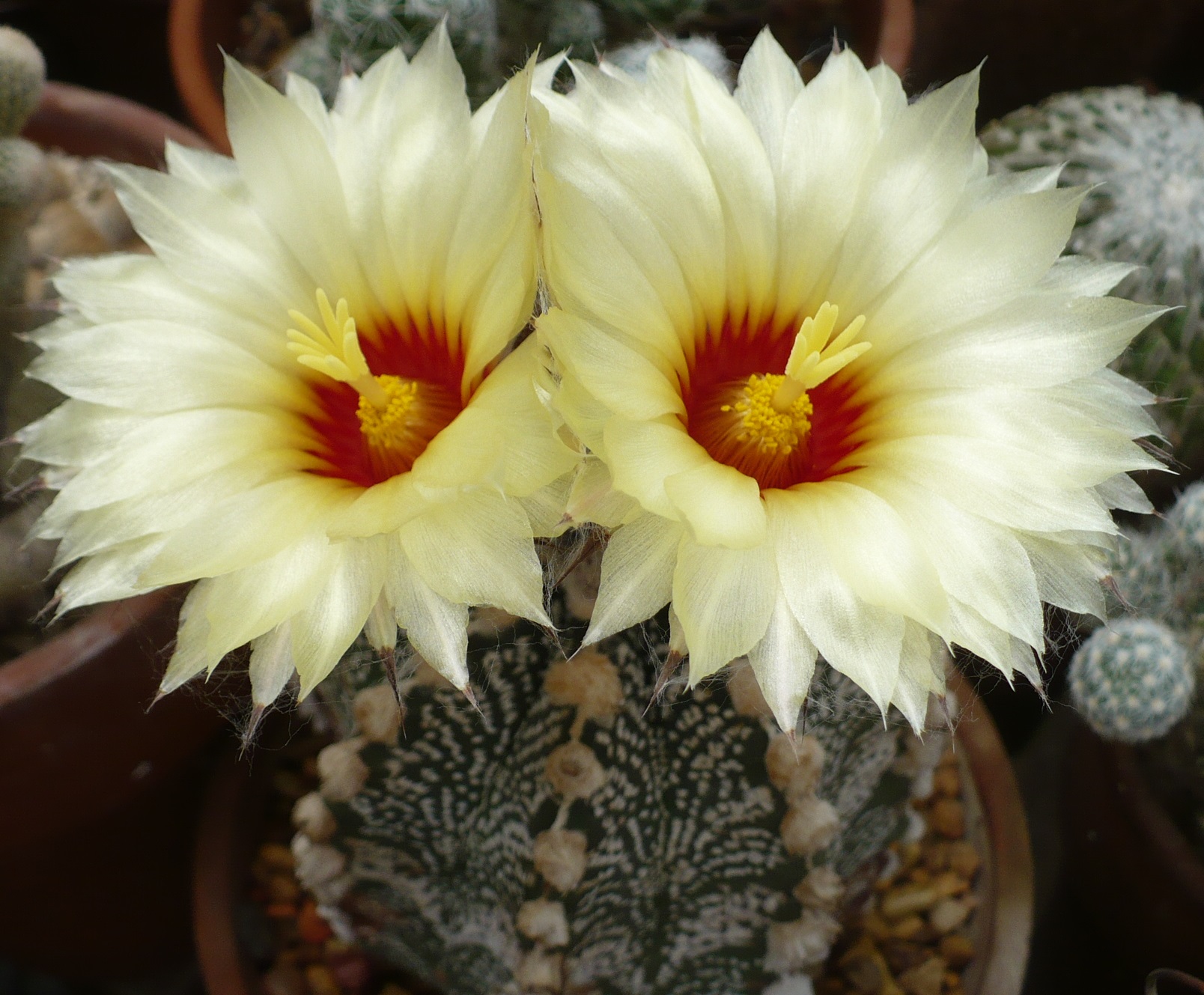 Astrophytum – Laredo Cactuses and Xerophytes