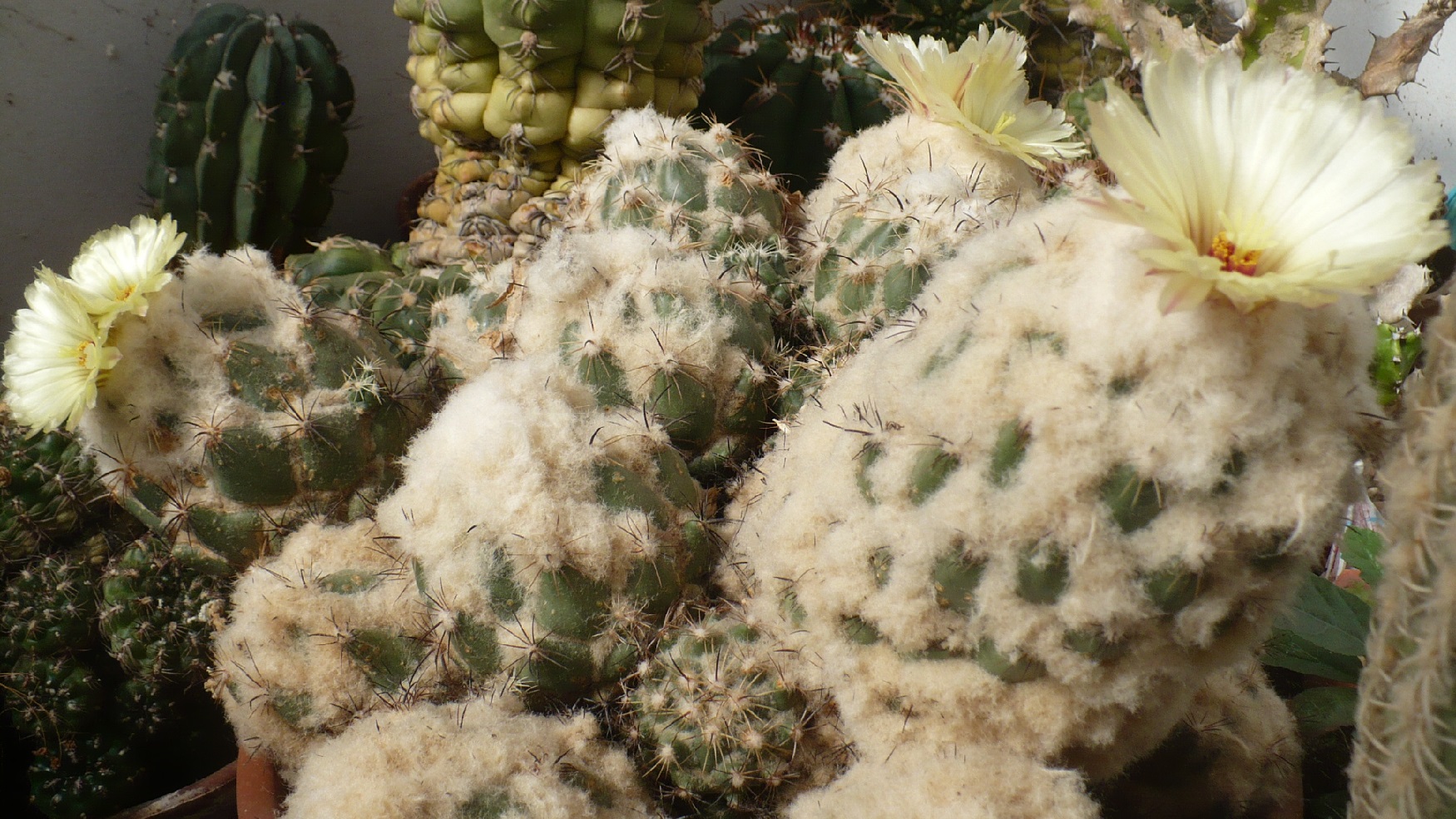 Coryphantha – Laredo Cactuses and Xerophytes