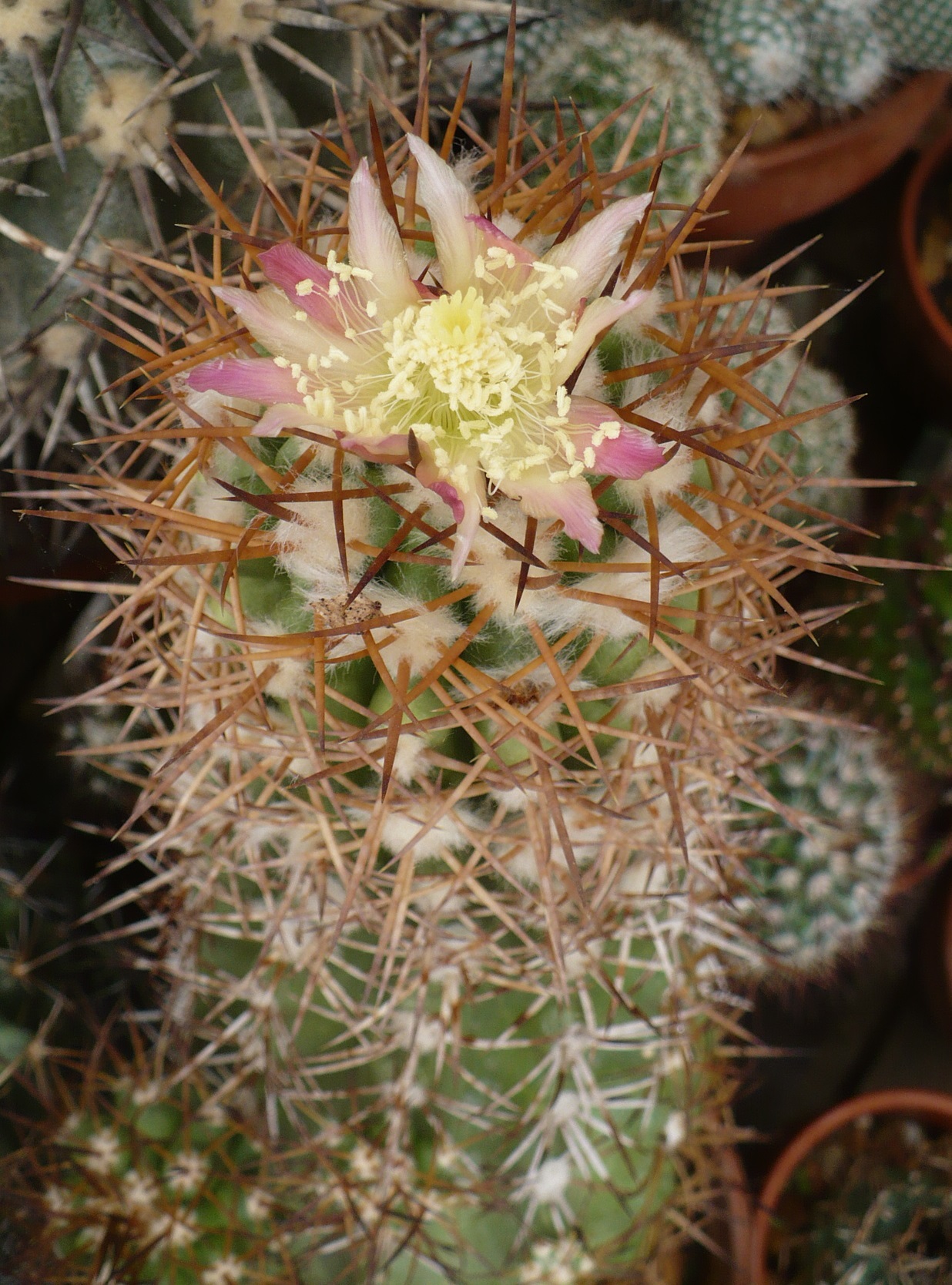 Copiapoa – Laredo Cactuses and Xerophytes
