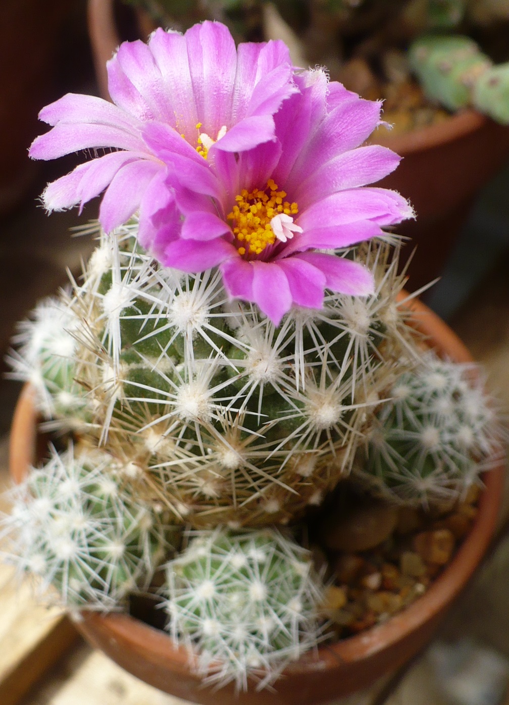 Escobaria – Laredo Cactuses and Xerophytes