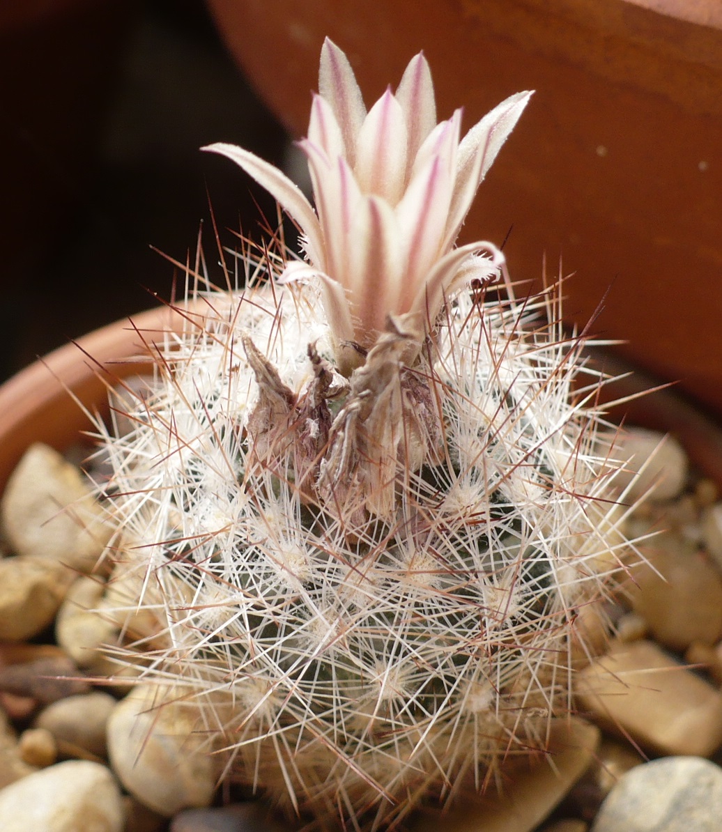 Escobaria – Laredo Cactuses and Xerophytes