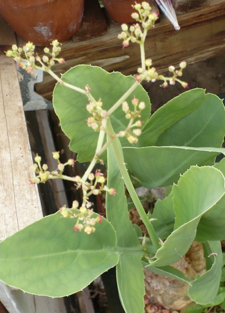 Cyphostemma – Laredo Cactuses and Xerophytes