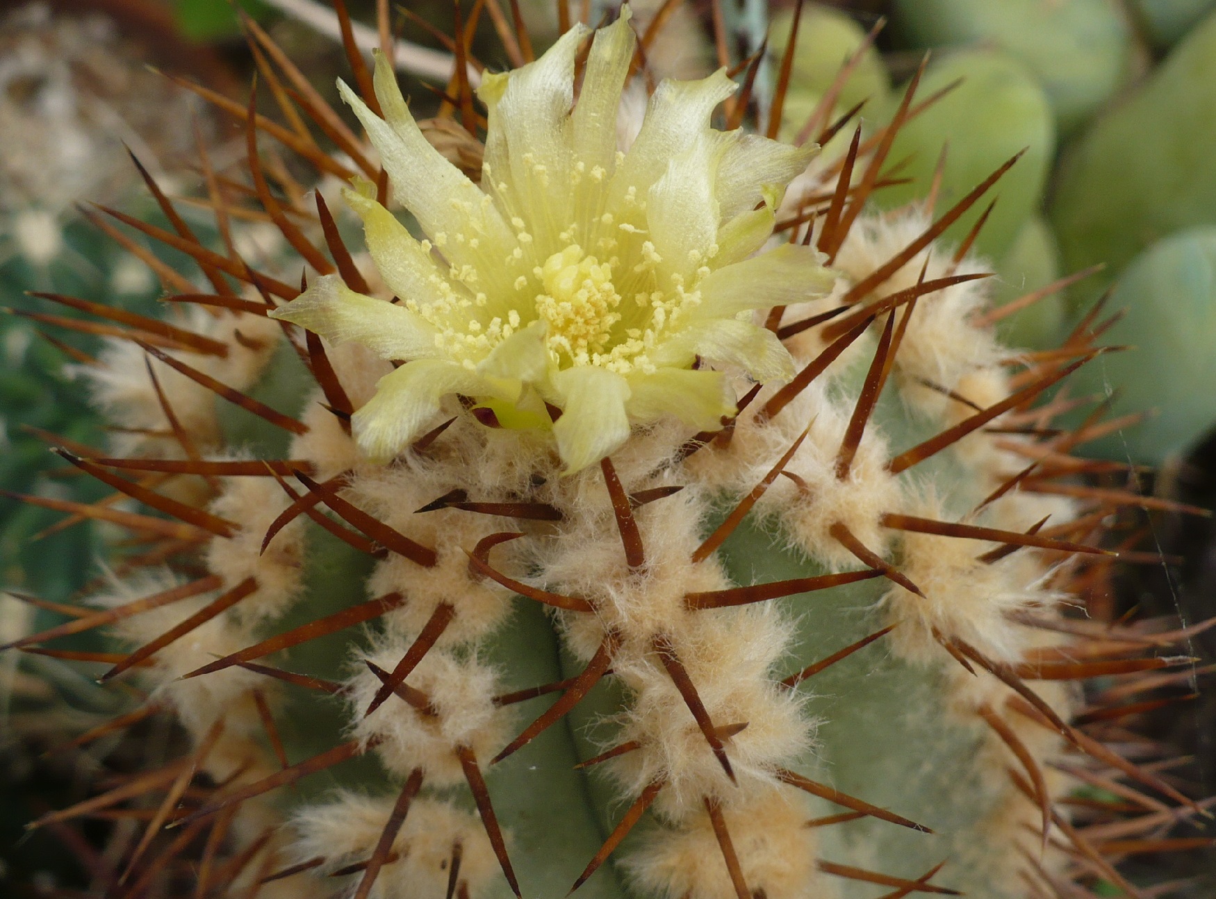 Copiapoa – Laredo Cactuses and Xerophytes