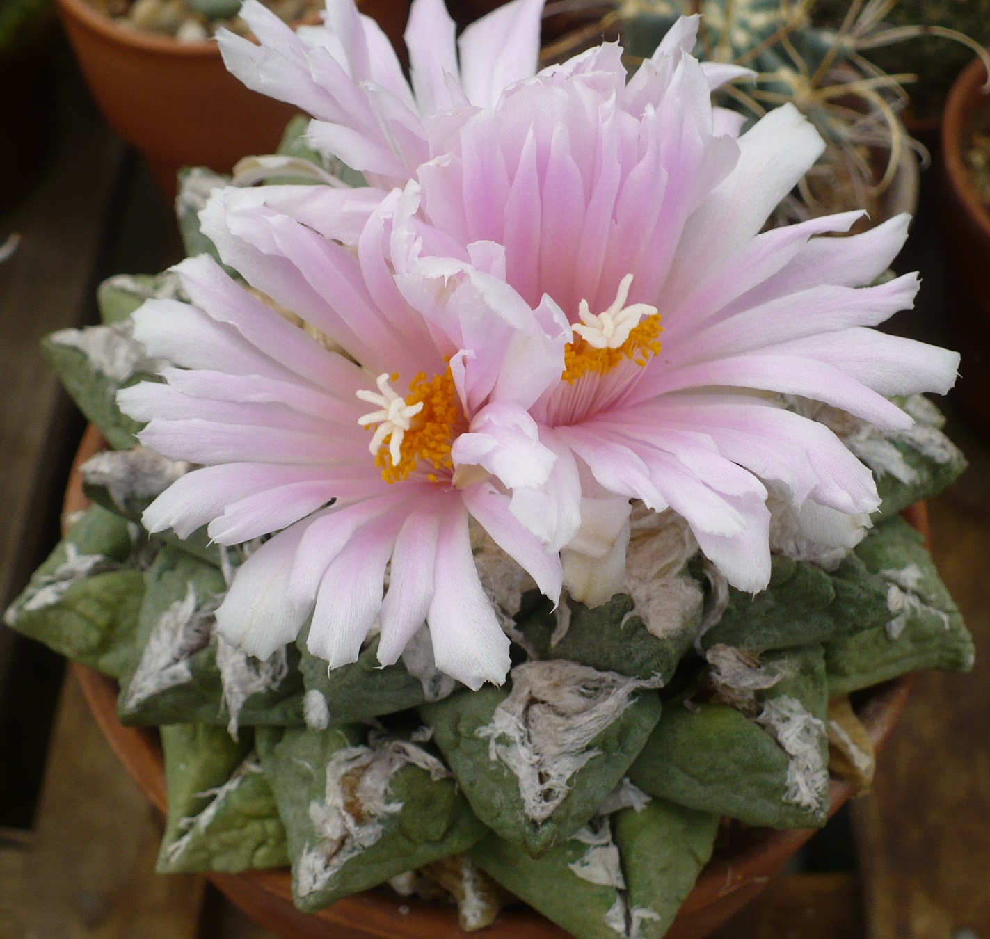 Ariocarpus – Laredo Cactuses and Xerophytes
