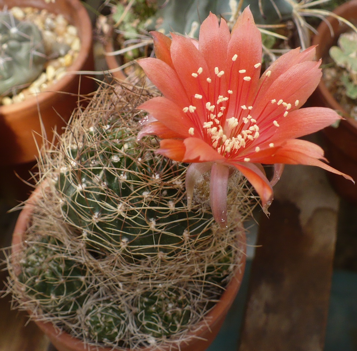 Lobivia – Laredo Cactuses and Xerophytes