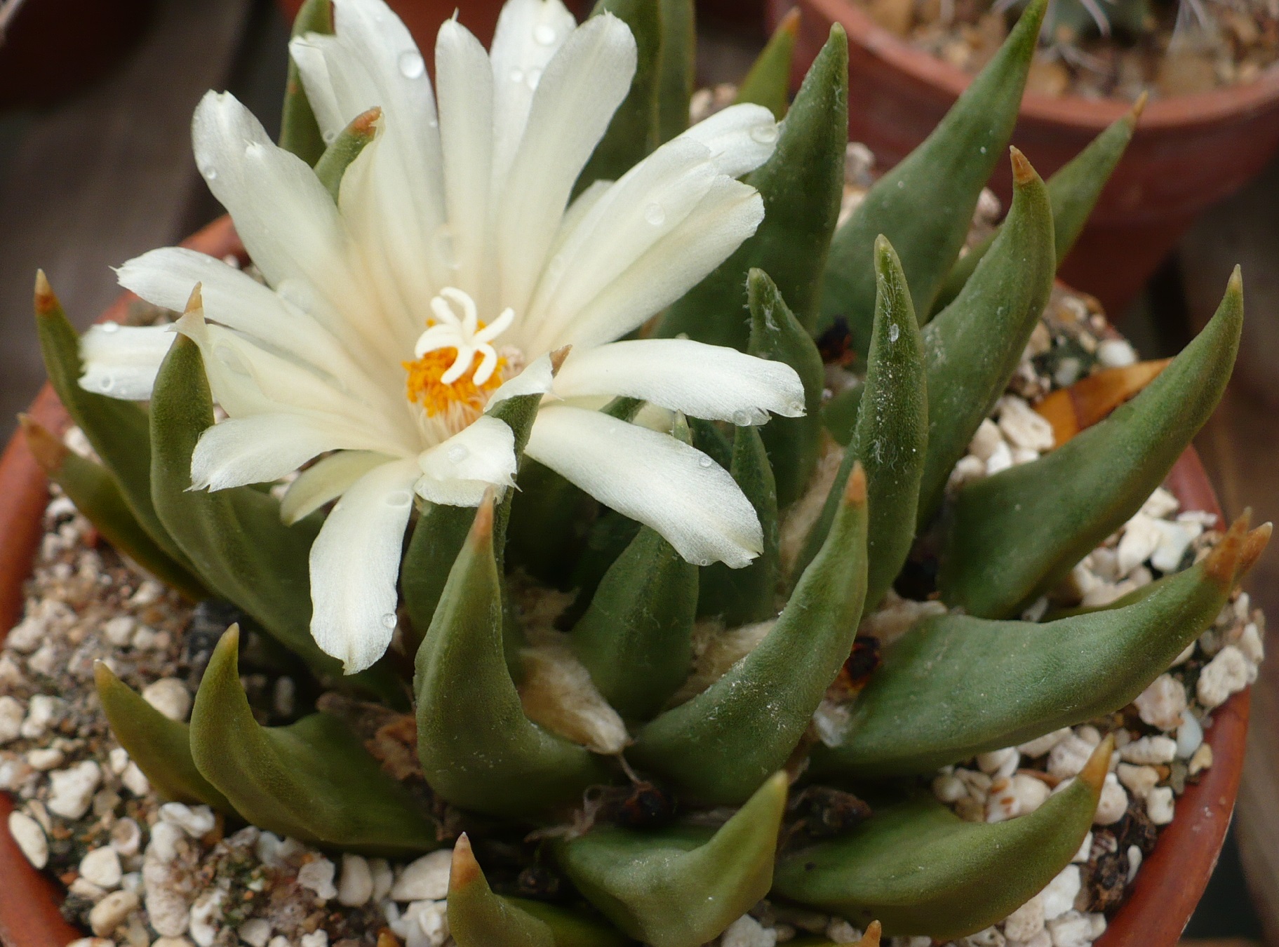 Ariocarpus – Laredo Cactuses and Xerophytes