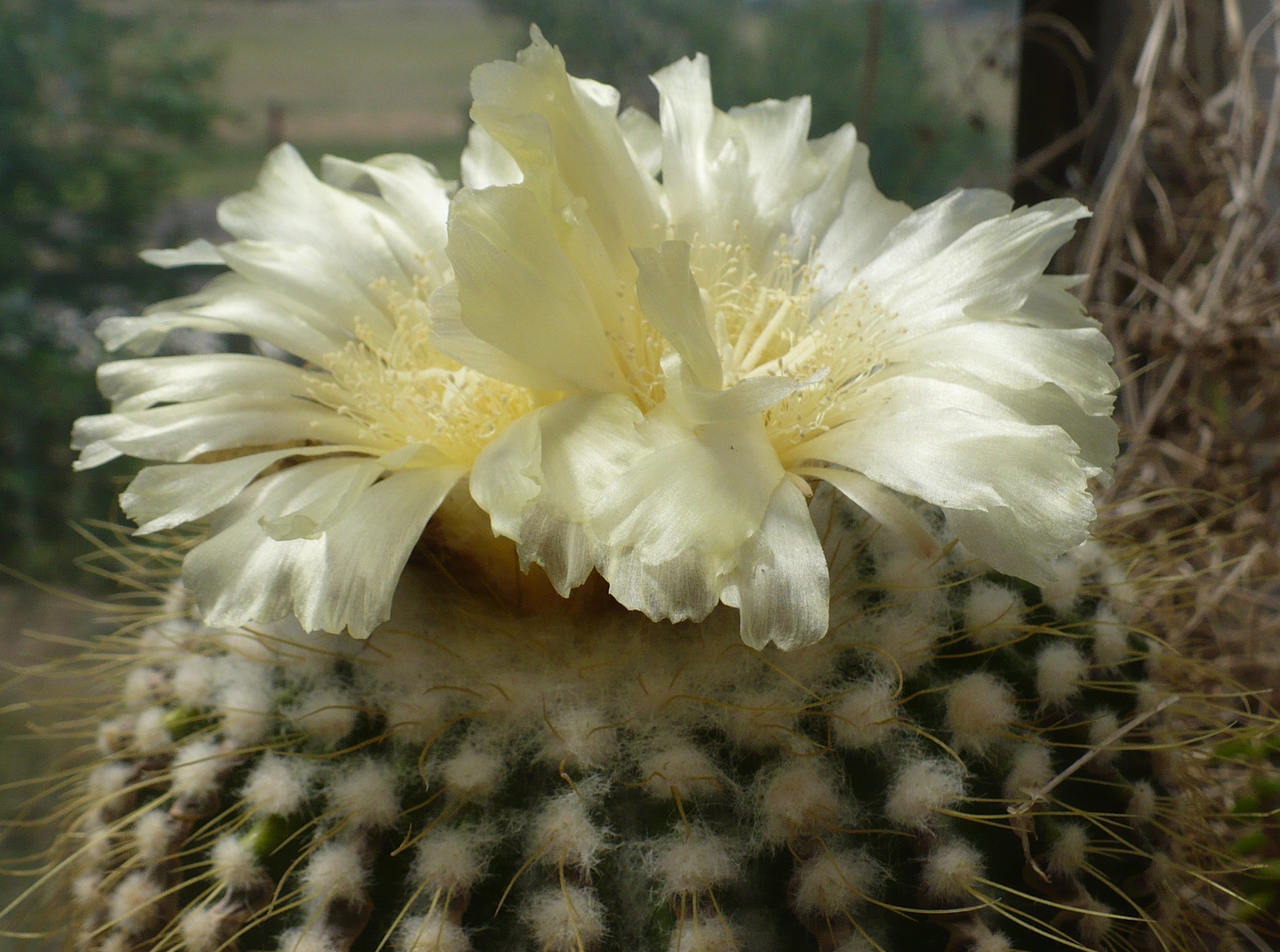 Notocactus – Laredo Cactuses and Xerophytes