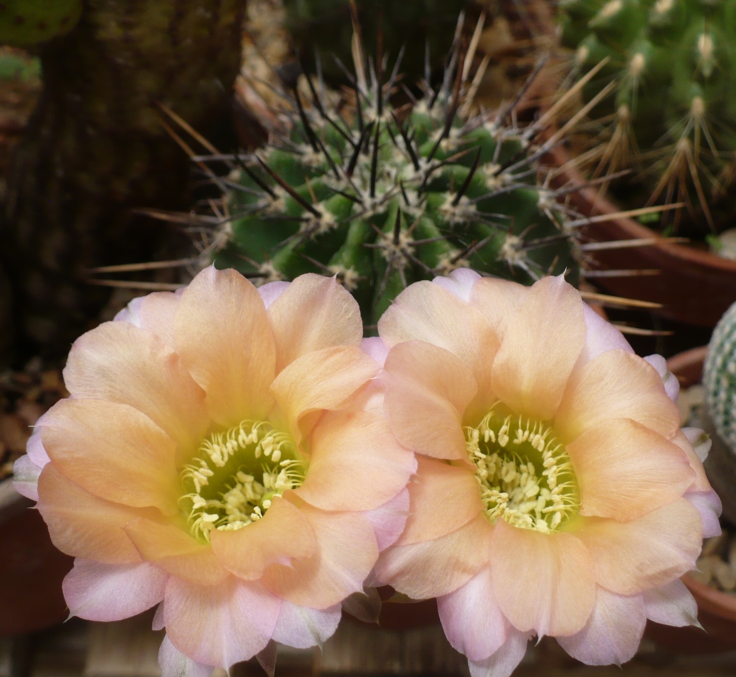 Lobivia – Laredo Cactuses and Xerophytes