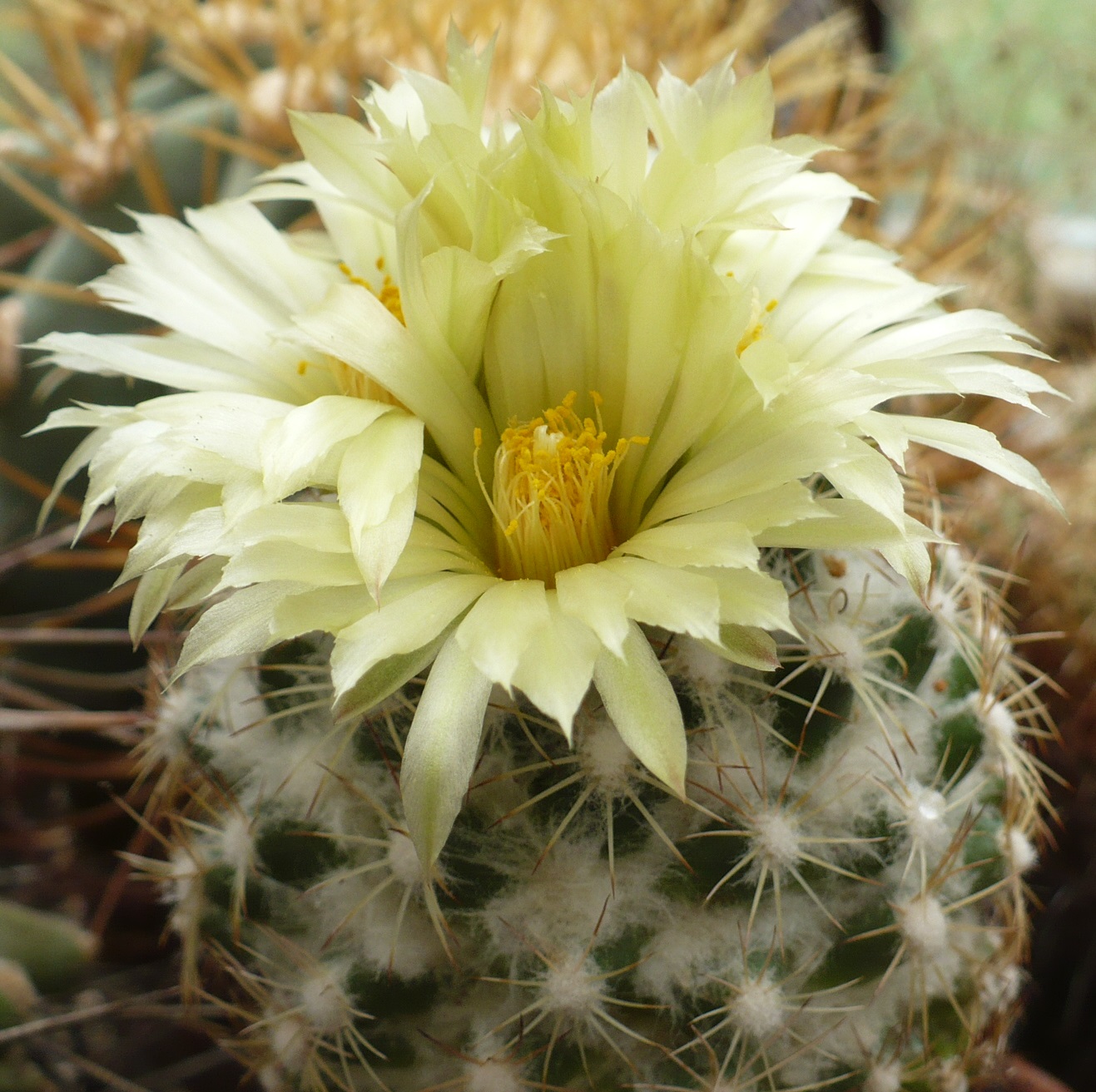 Coryphantha – Laredo Cactuses and Xerophytes