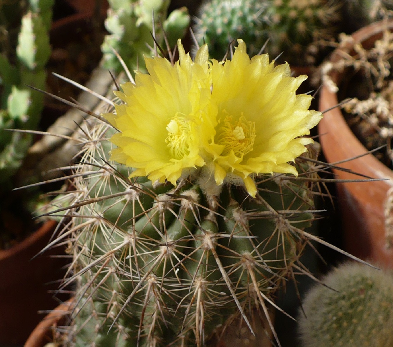 Copiapoa – Laredo Cactuses and Xerophytes