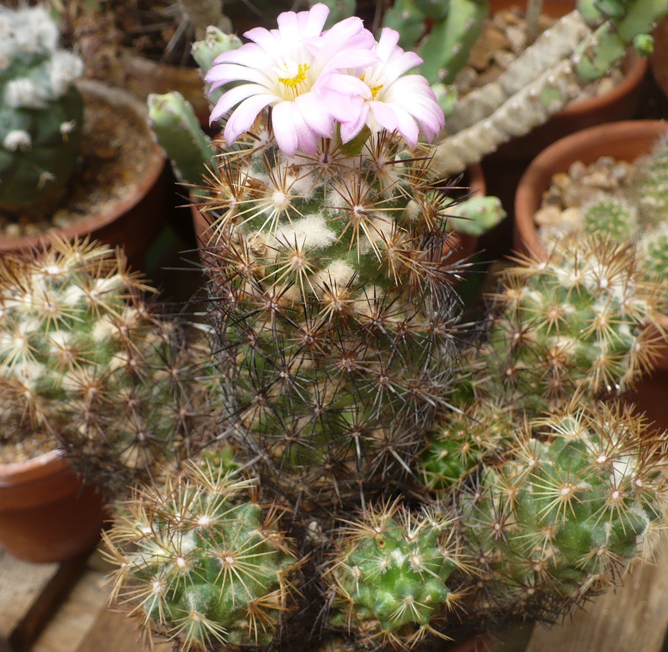 Coryphantha – Laredo Cactuses and Xerophytes